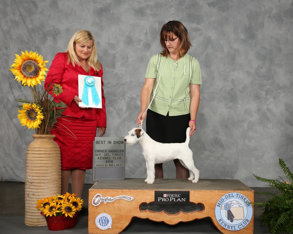 PU3108A - Pure Dog Talk