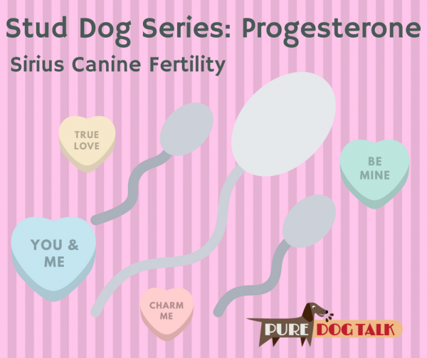 50 – Stud Dog: Progesterone – 4 Part Series with Sirius Canine ...