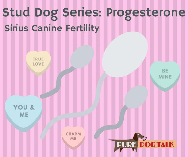 50 – Stud Dog: Progesterone – 4 Part Series with Sirius Canine Fertility - Pure Dog Talk