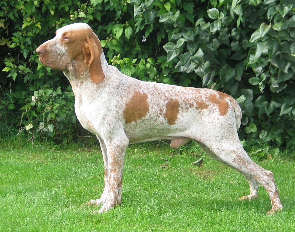 The Ancient Breed Believed to Predate all European Hunting Dogs | Pure ...