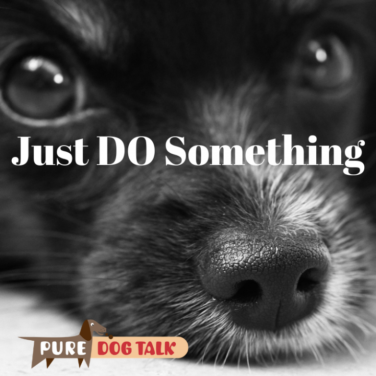 Pure Dog Talk - The voice of purebred dogs.