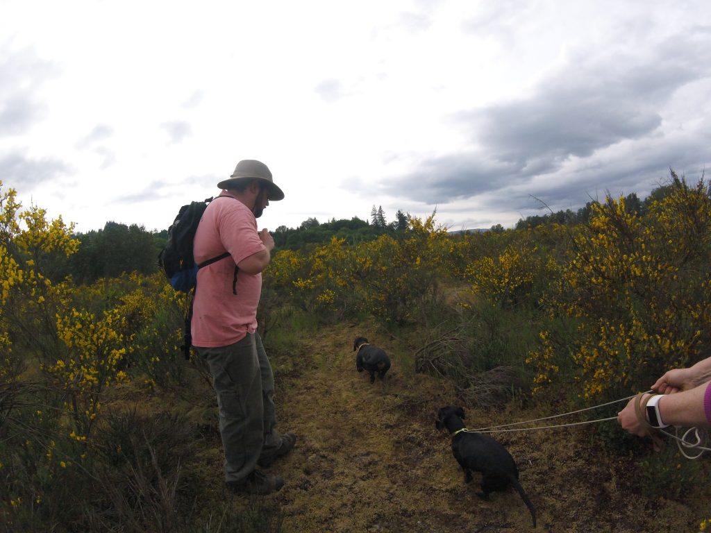 Dachshund Field Trials and Earthdog Tests Preserve Instinct | Pure Dog Talk