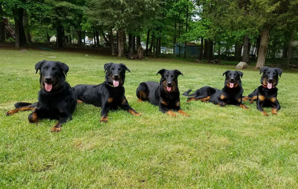368 – Beauceron: Rustic Farm Dog and Living Fence - Pure Dog Talk