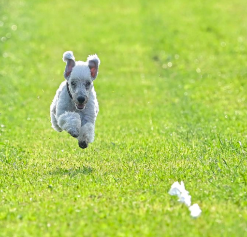 385 – Bedlington Terrier: “Head of a lamb and the heart of a lion ...