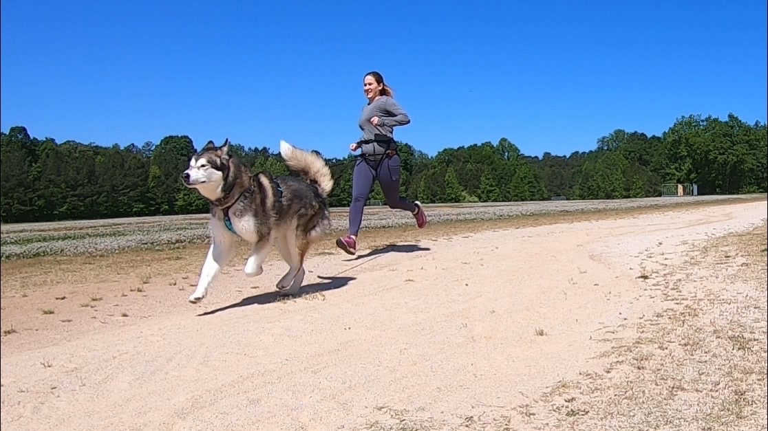 414 – Harness the Dog Power: Dryland Mushing Sports - Pure Dog Talk