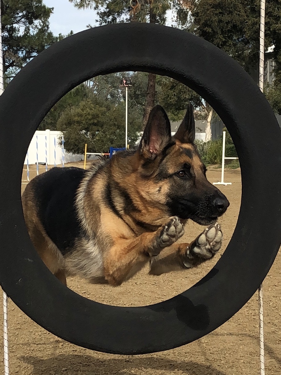 410 – Jim Moses and Deborah Stern on German Shepherd Dogs - Pure Dog Talk