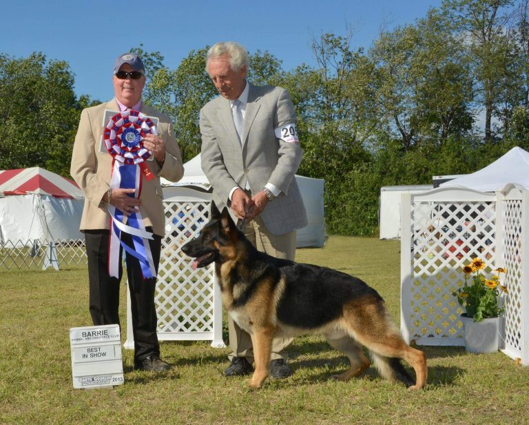 412 – German Shepherd Dogs: Myth Busting and Truth Telling - Pure Dog Talk