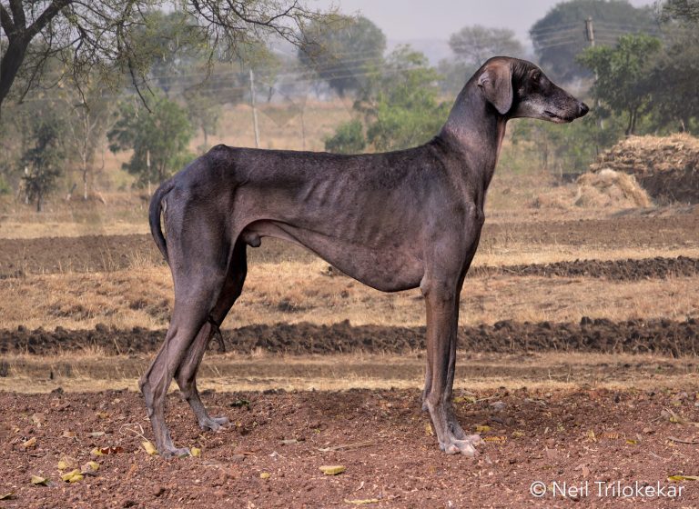 422 – Exploring the Caravan Hounds of India - Pure Dog Talk