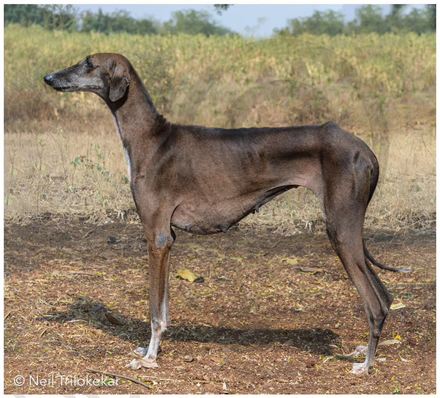 Landraces Archives - Pure Dog Talk