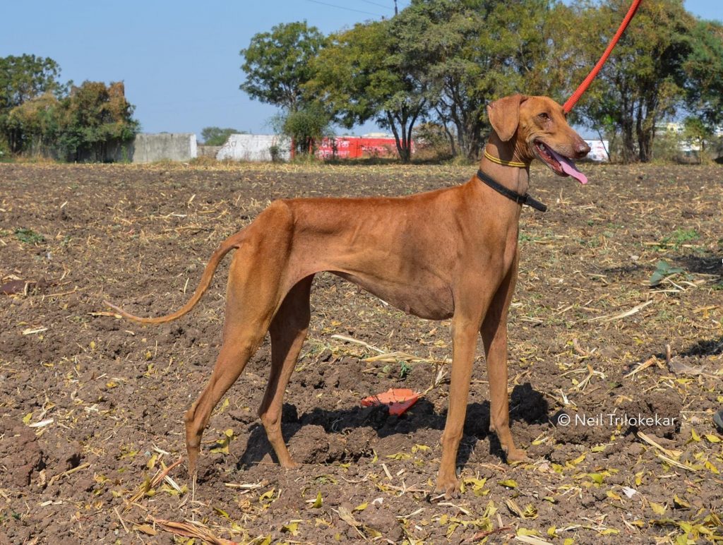 422 – Exploring the Caravan Hounds of India - Pure Dog Talk