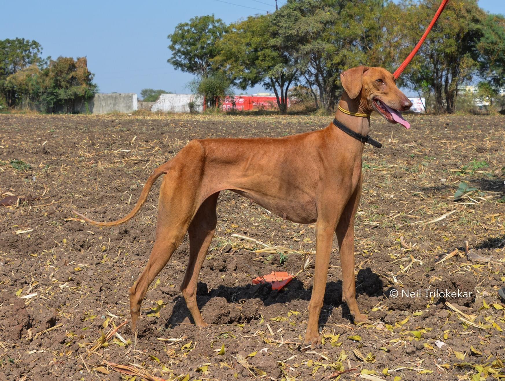 422 – Exploring the Caravan Hounds of India - Pure Dog Talk