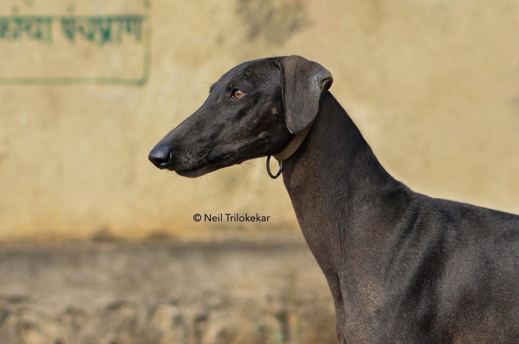 422 – Exploring the Caravan Hounds of India - Pure Dog Talk
