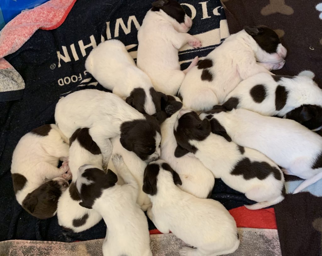 416 – Neonates: 6 Danger Signs to Watch for in Your New Litter - Pure ...