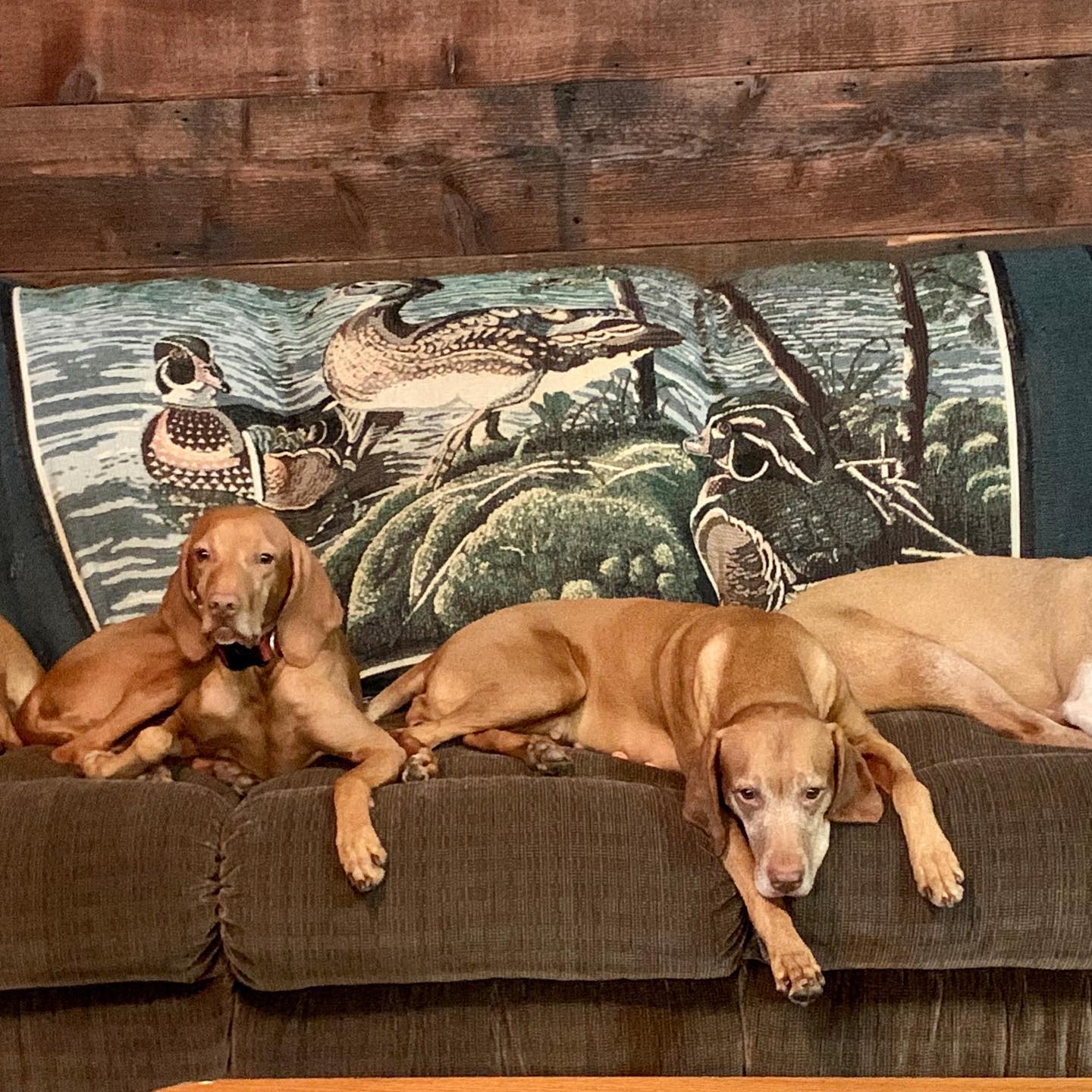 428 - The Versatile, Velcro Vizsla: Hunting Dog of the Magyar - Pure ...