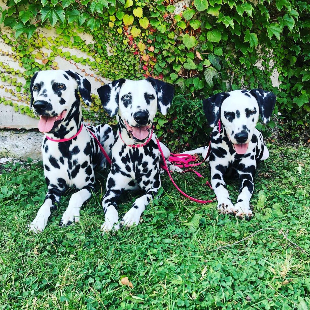 431 – Dalmatians: the “Brilliant, Spotted, Energized” Dogs of Croatia ...