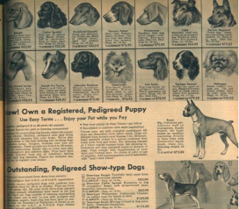 435 – Hot Topic: Are we “protecting our breeds into extinction”? - Pure ...