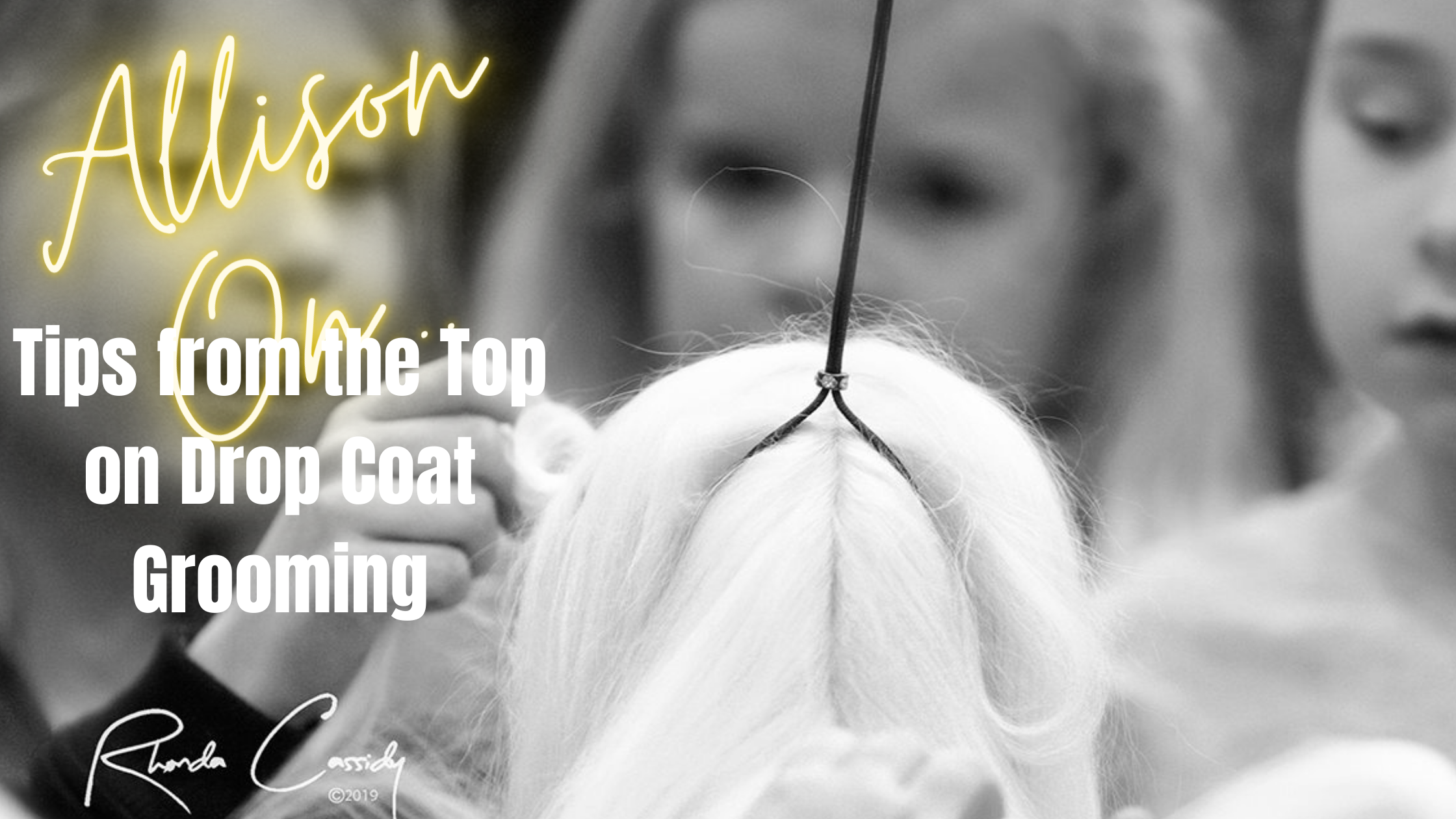 465 – Allison On: Tips from the Top on Drop Coat Grooming - Pure Dog Talk