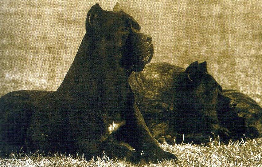 470 - Molosser Breeds Evoke Old World Characteristics - Pure Dog Talk