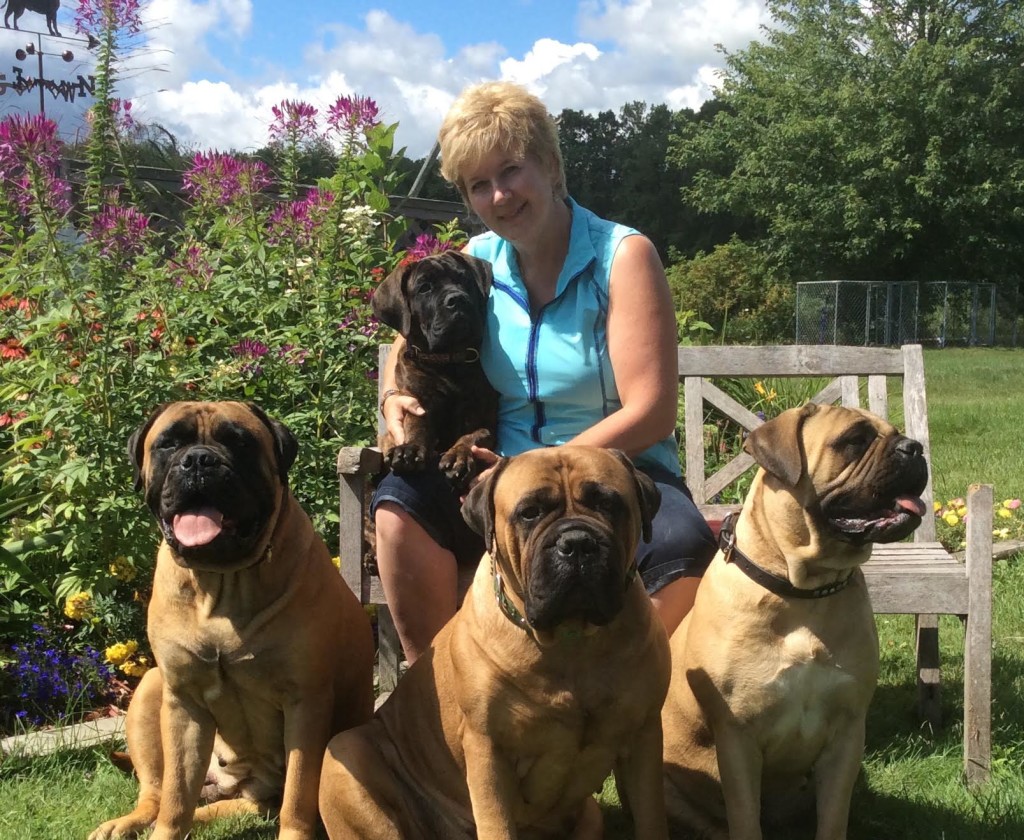 470 - Molosser Breeds Evoke Old World Characteristics - Pure Dog Talk