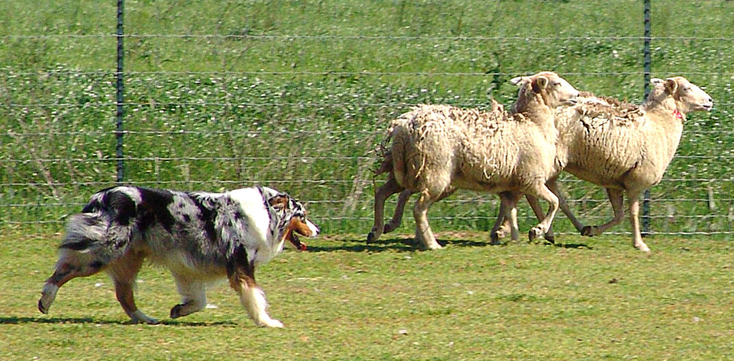 492 – Made in America: Western Ranch Dogs Go Mainstream - Pure Dog Talk