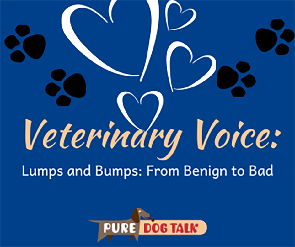 672 – Lumps and Bumps: From Benign to Bad - Pure Dog Talk